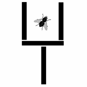 Fly Escape - Puzzle Prime